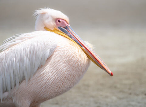 Walvis Bay - Matakwa Safaris